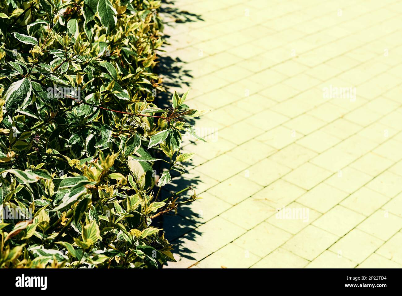 Green lush bushes and space for text on a light olive brick pavement ...