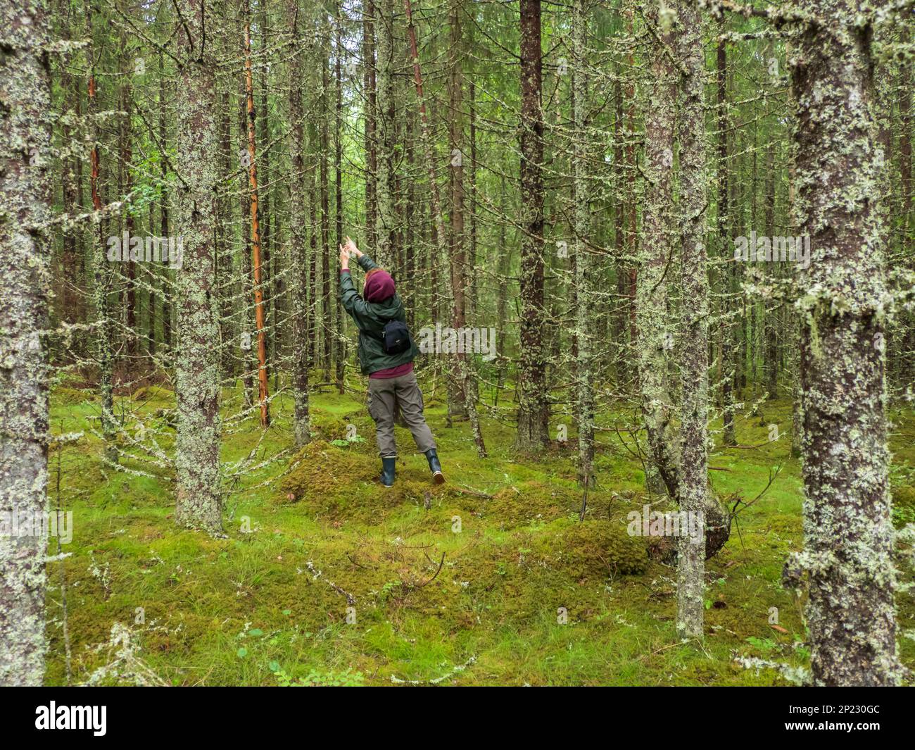 Swedish forest in the Värmland region. Threatening lichen trees. Sweden ...