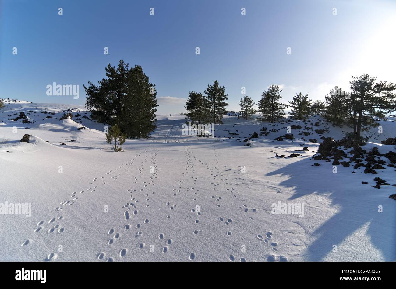 animal tracks in the snow of winter landscape in Sicily, Etna National ...