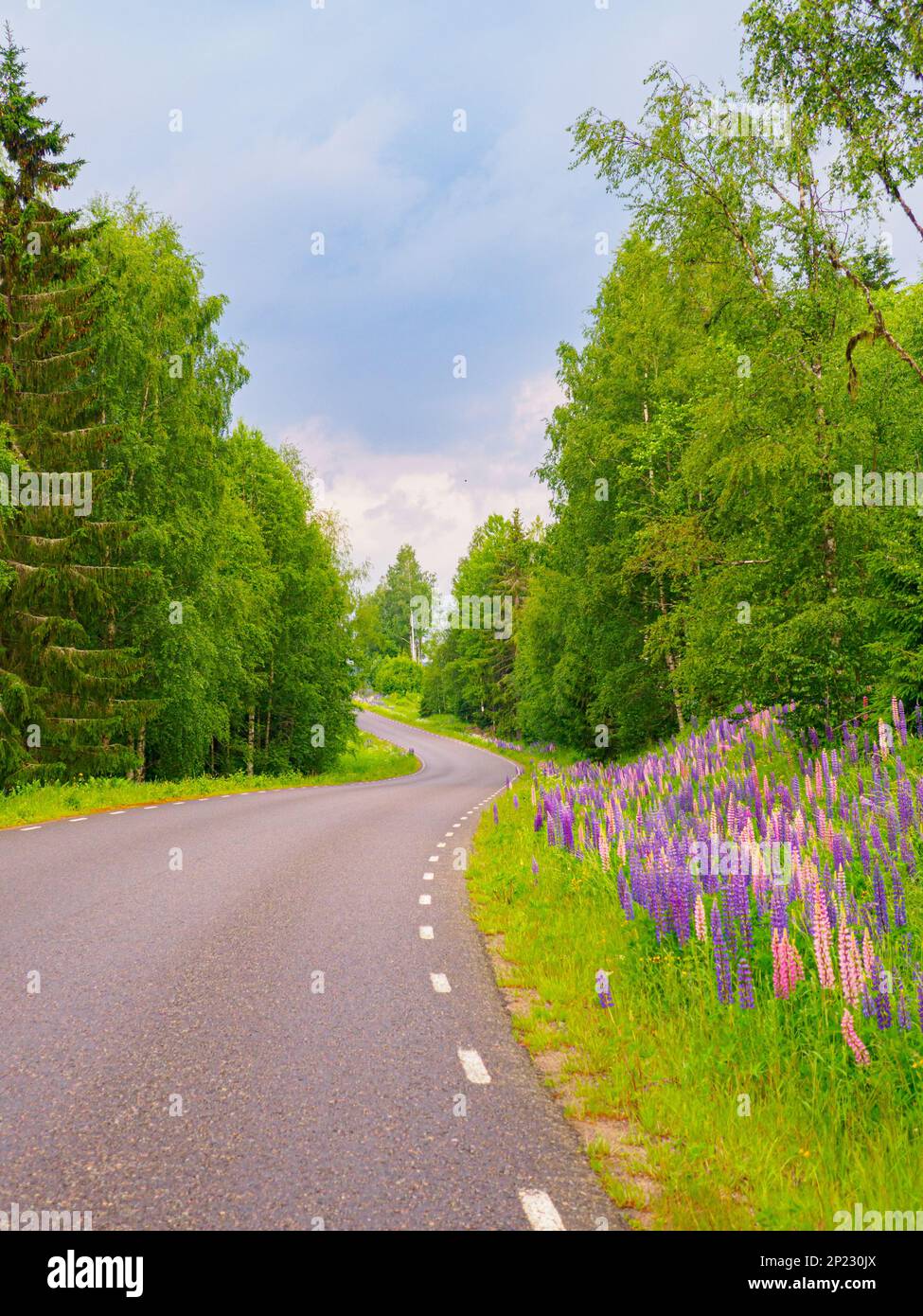 Road through a green summer forest in northern Sweden in July ...