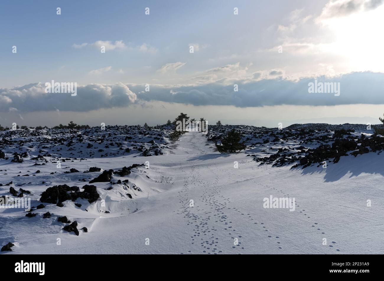 animal tracks on scenic path that crosses volcano rocks snow covered in ...