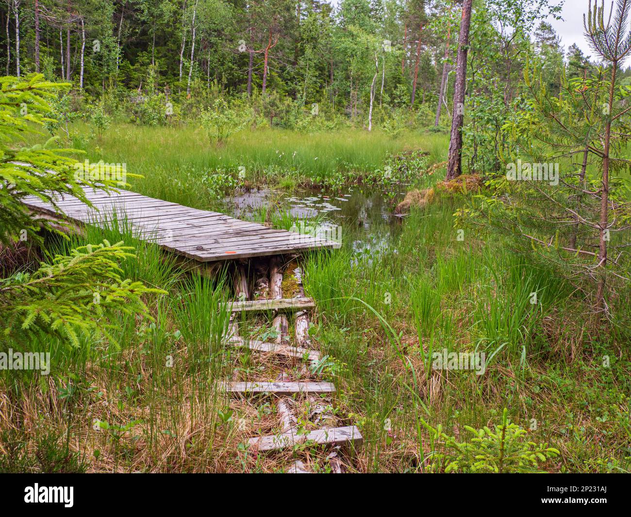 Trekking trail marked with orange dots in a Swedish forest in the ...