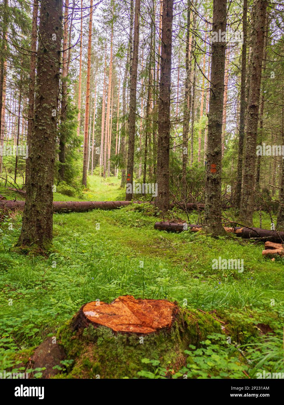 Trekking trail marked with orange dots in a Swedish forest in the ...