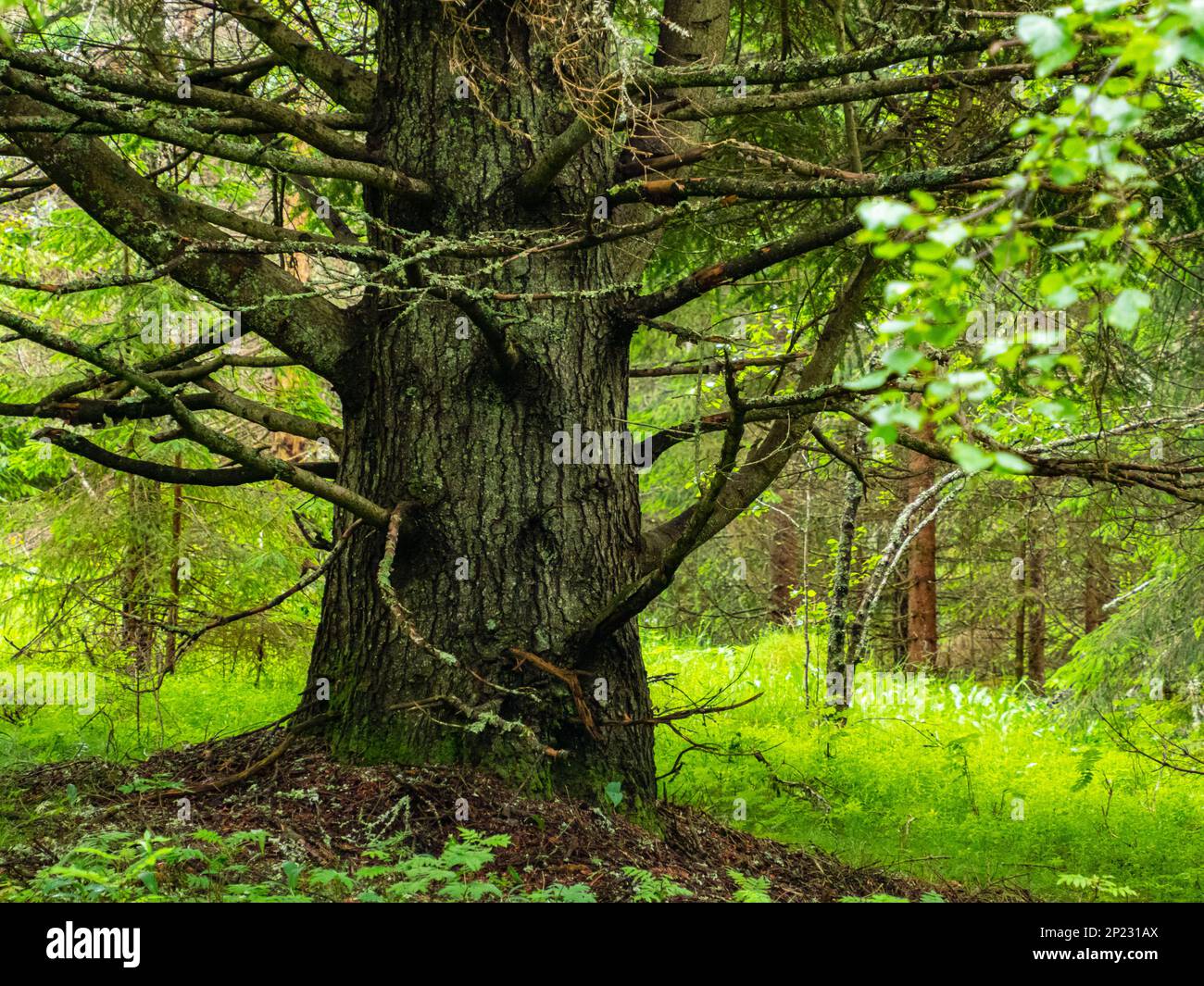Swedish wilderness hi-res stock photography and images - Alamy