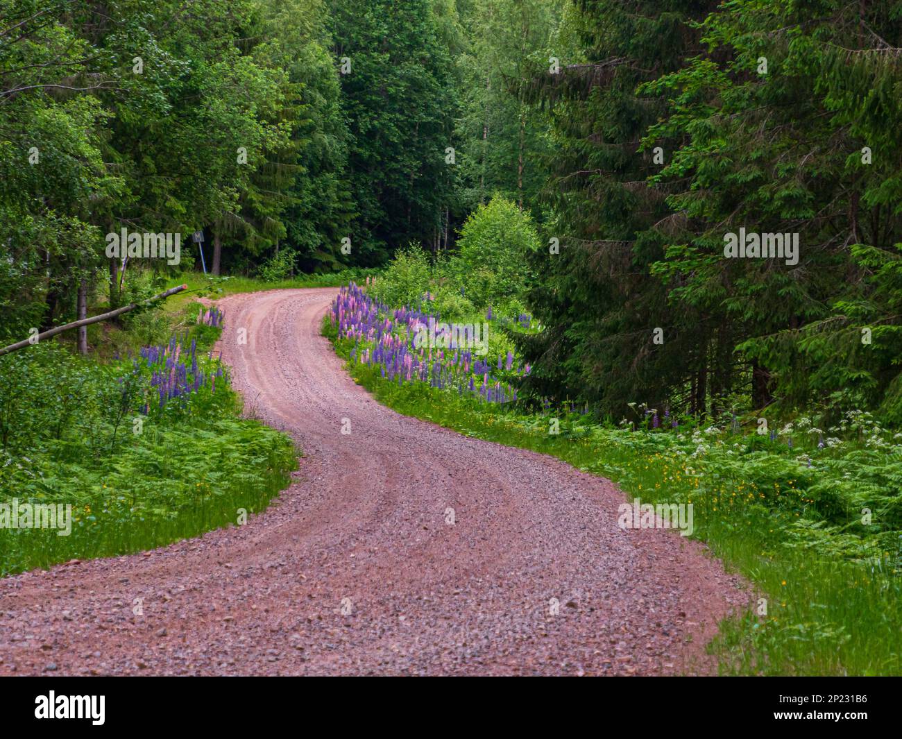 Road through a green summer forest in northern Sweden in July ...