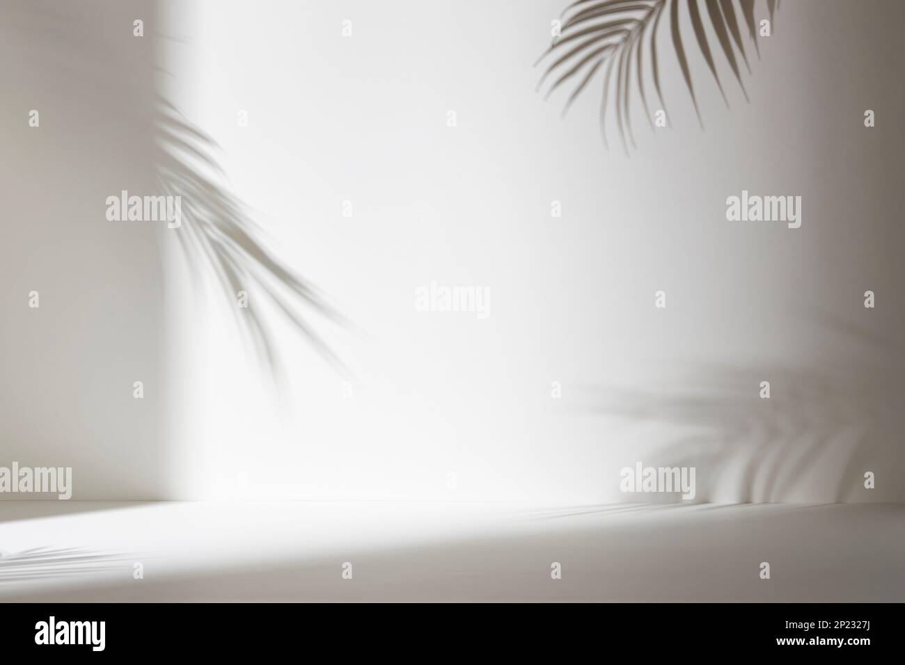 Monotone background wall with palm tree leaf shadows Stock Photo - Alamy