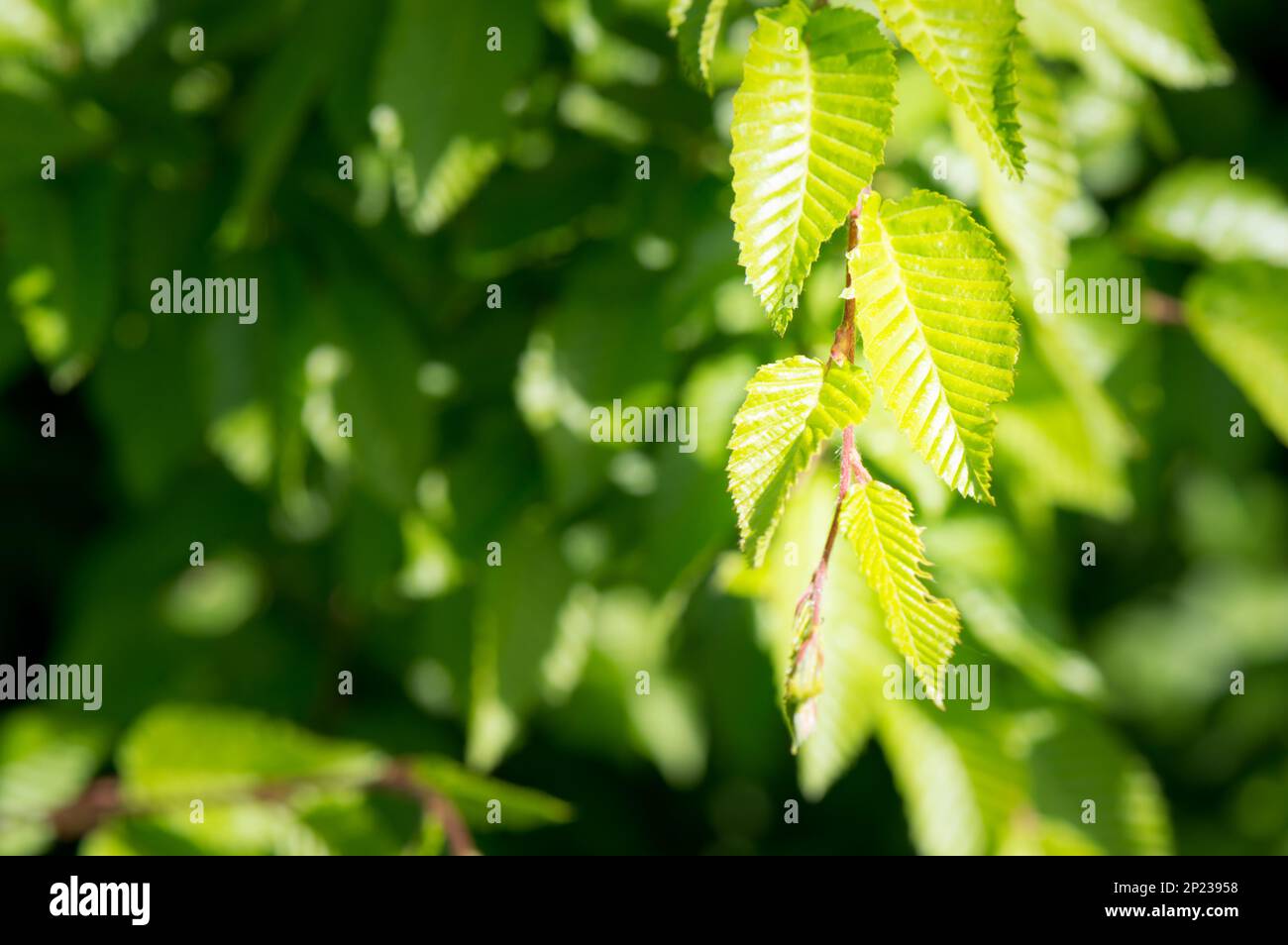 Young elm tree leaves in spring Stock Photo - Alamy