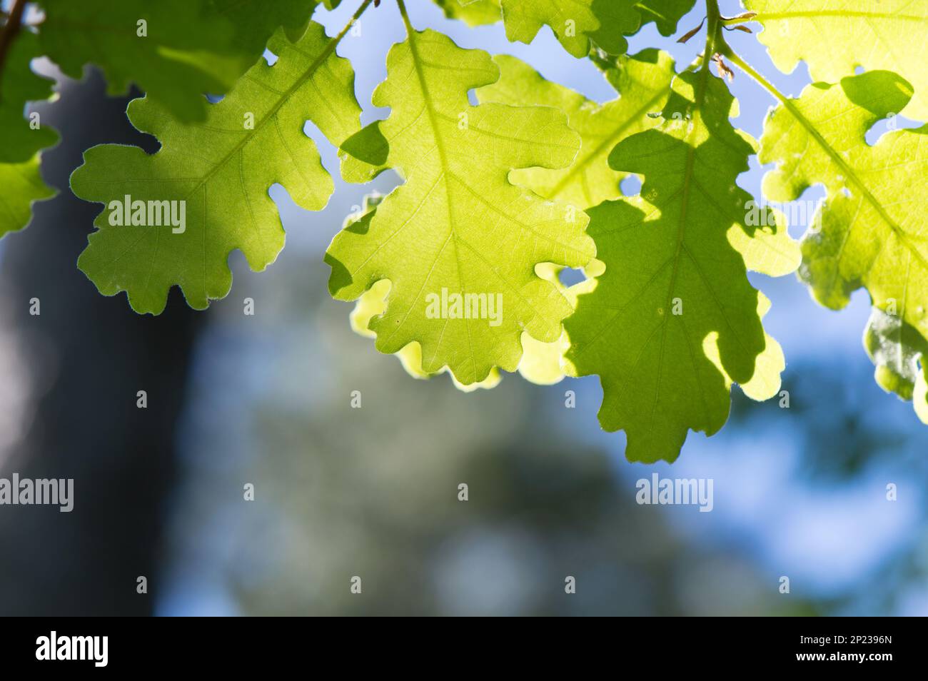 Young oak tree leaves hi-res stock photography and images - Alamy