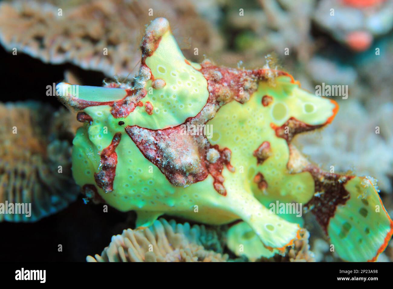 Clown Frogfish (Antennarius Maculatus, aka Warty Frogfish). Flores ...