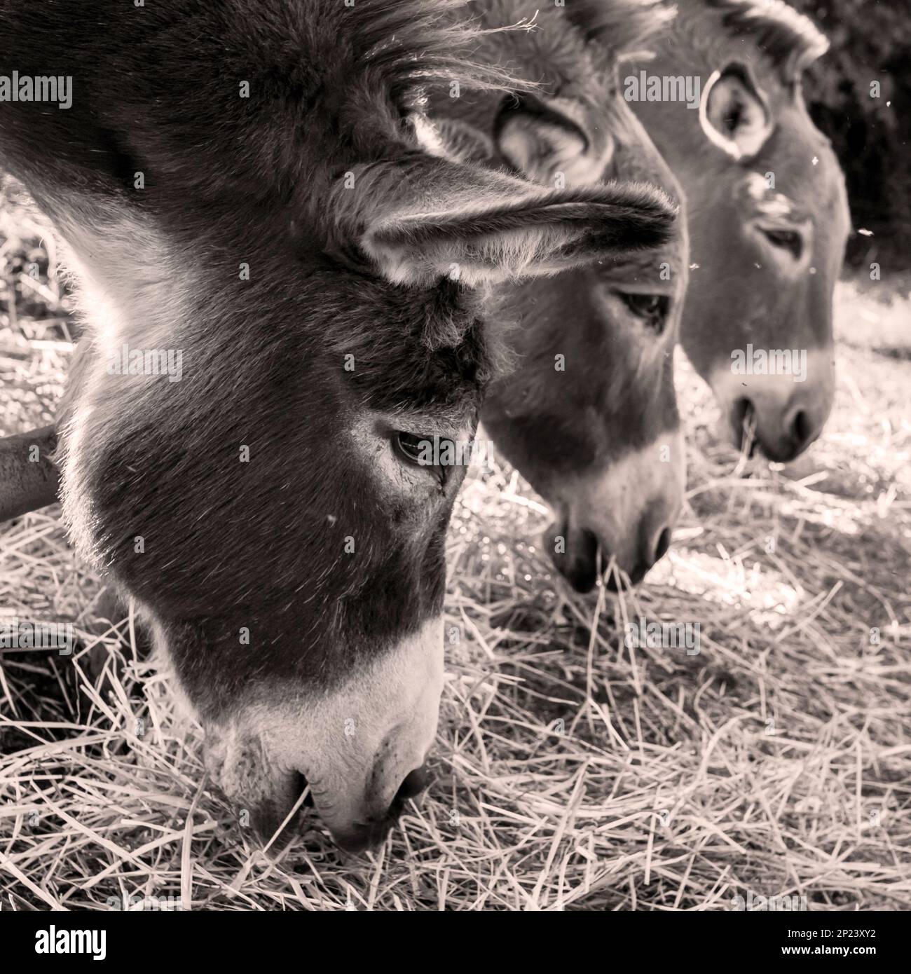 Three donkeys hi-res stock photography and images - Alamy