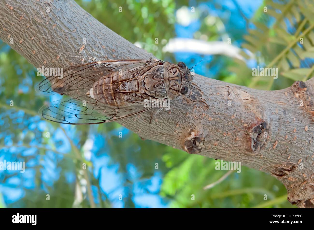 Greek cicada mimicry on tree stem Stock Photo - Alamy