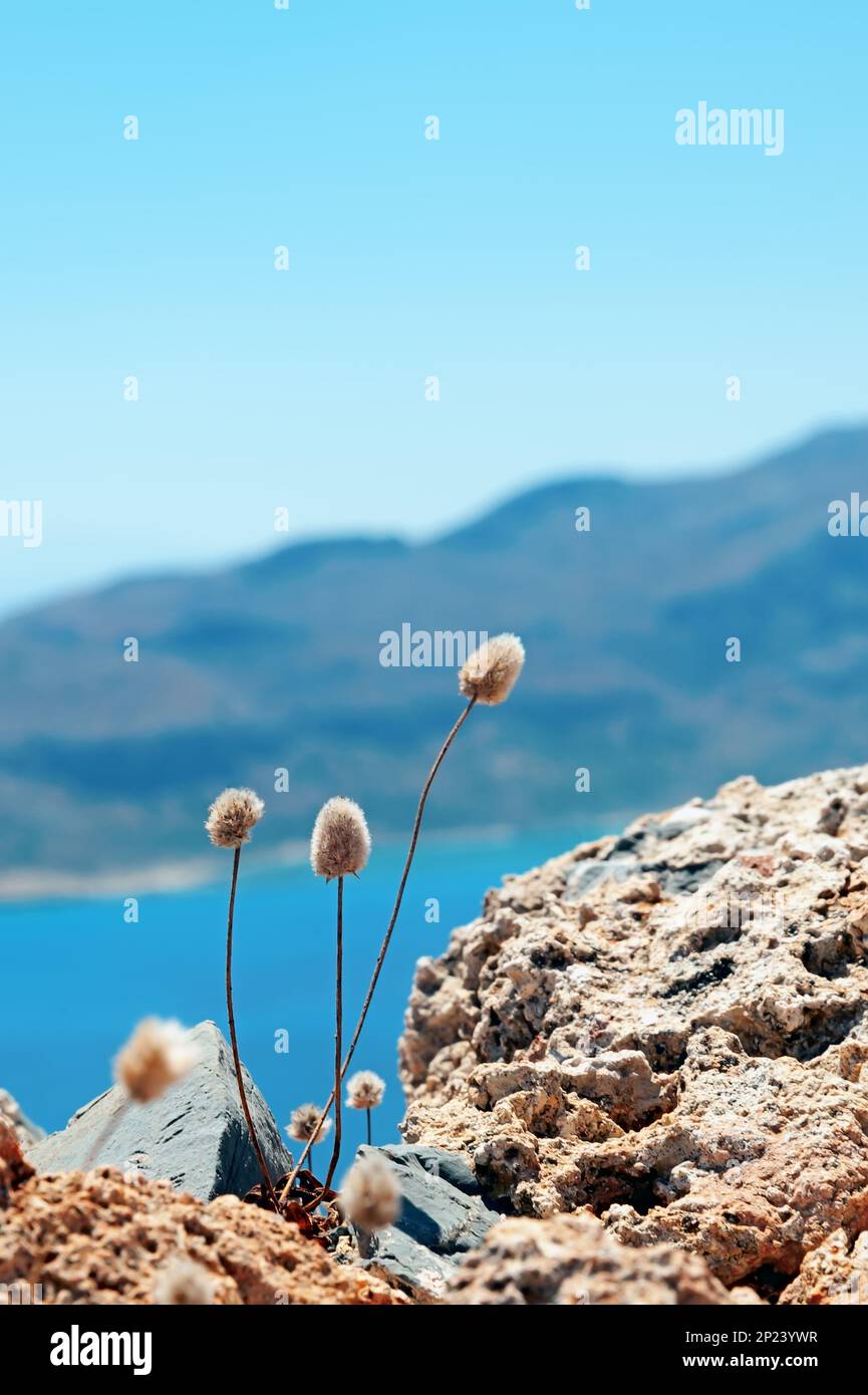 The tiny fluffy plants of Gramvousa island, Greece Stock Photo - Alamy