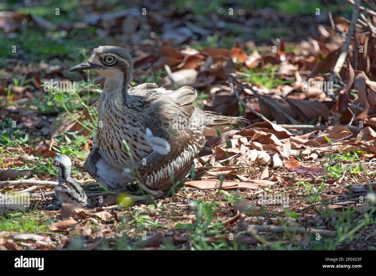 Bush stone curlew. Long legged brown shades , Australian native bird ...