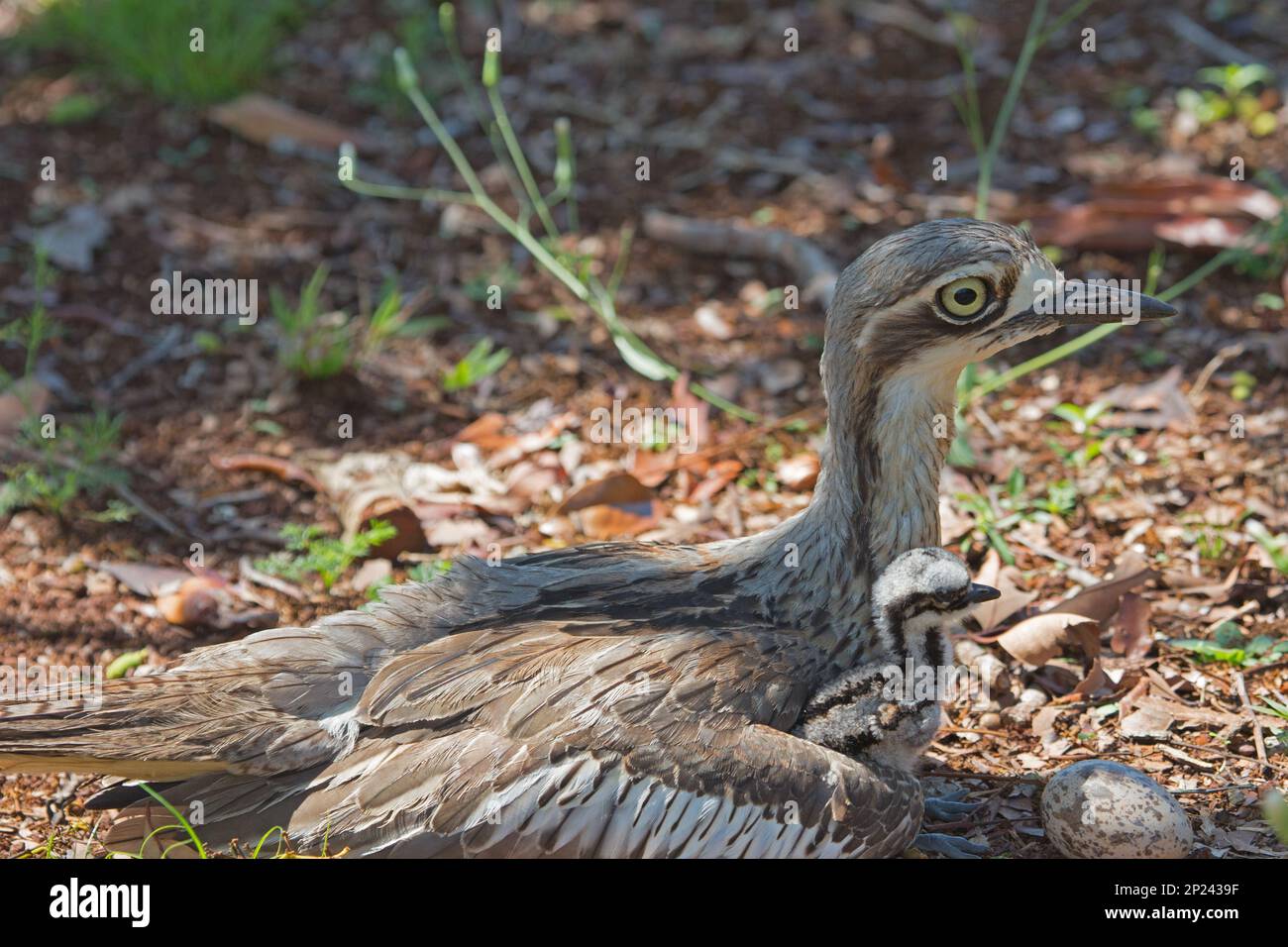 Bush stone curlew. Long legged brown shades , Australian native bird ...