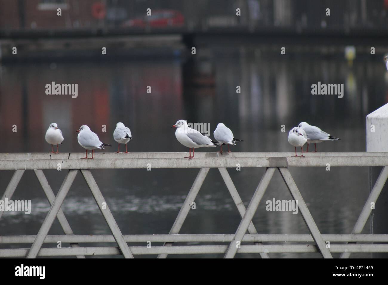 Aggressive seagulls in the UK Stock Photo - Alamy