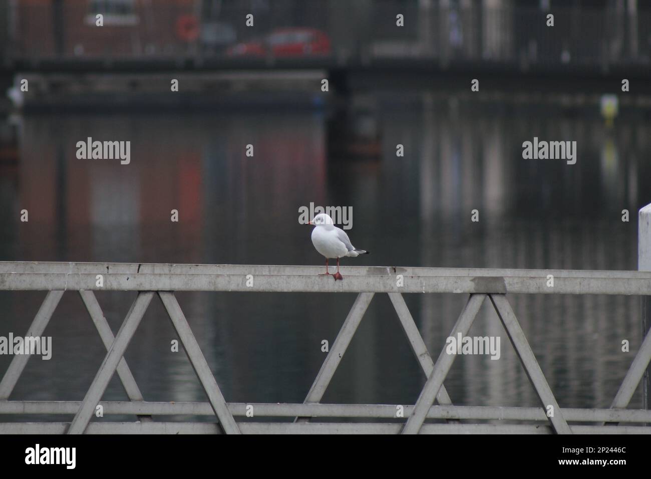 Aggressive seagulls in the UK Stock Photo - Alamy