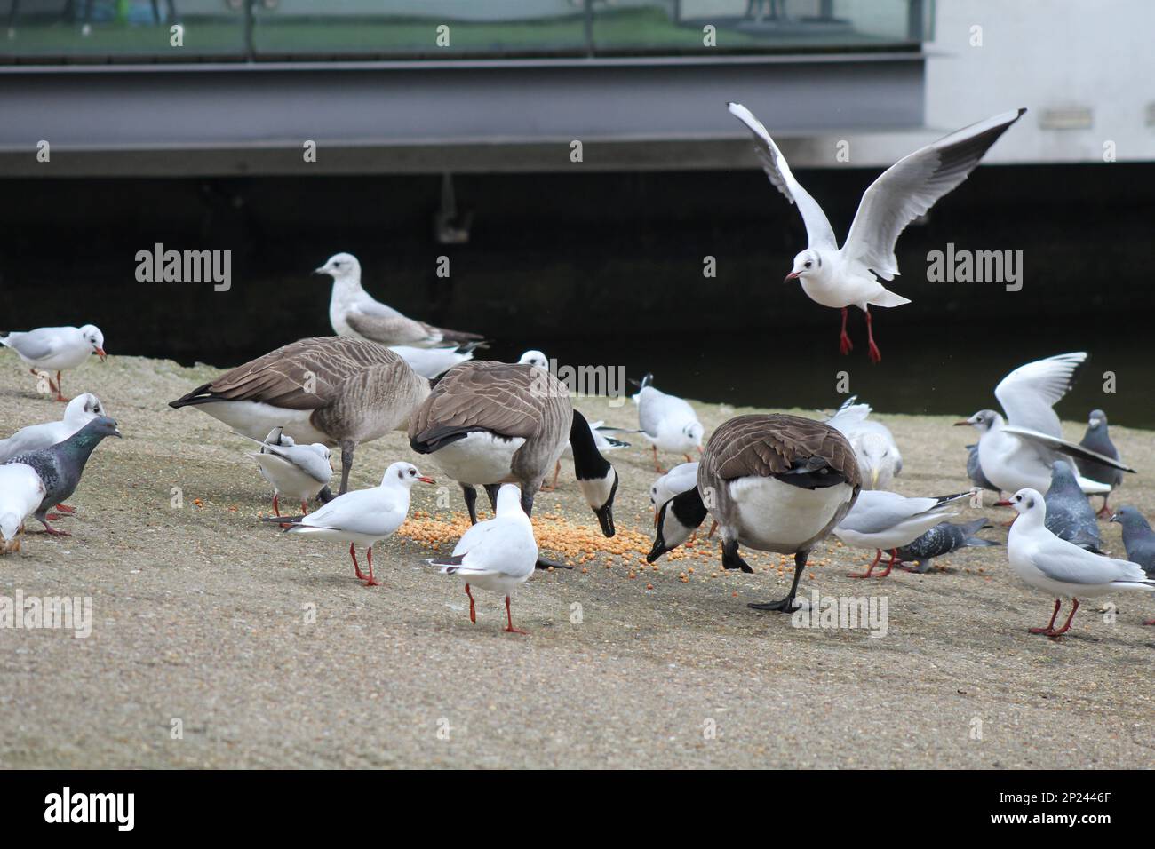 Aggressive seagulls in the UK Stock Photo - Alamy