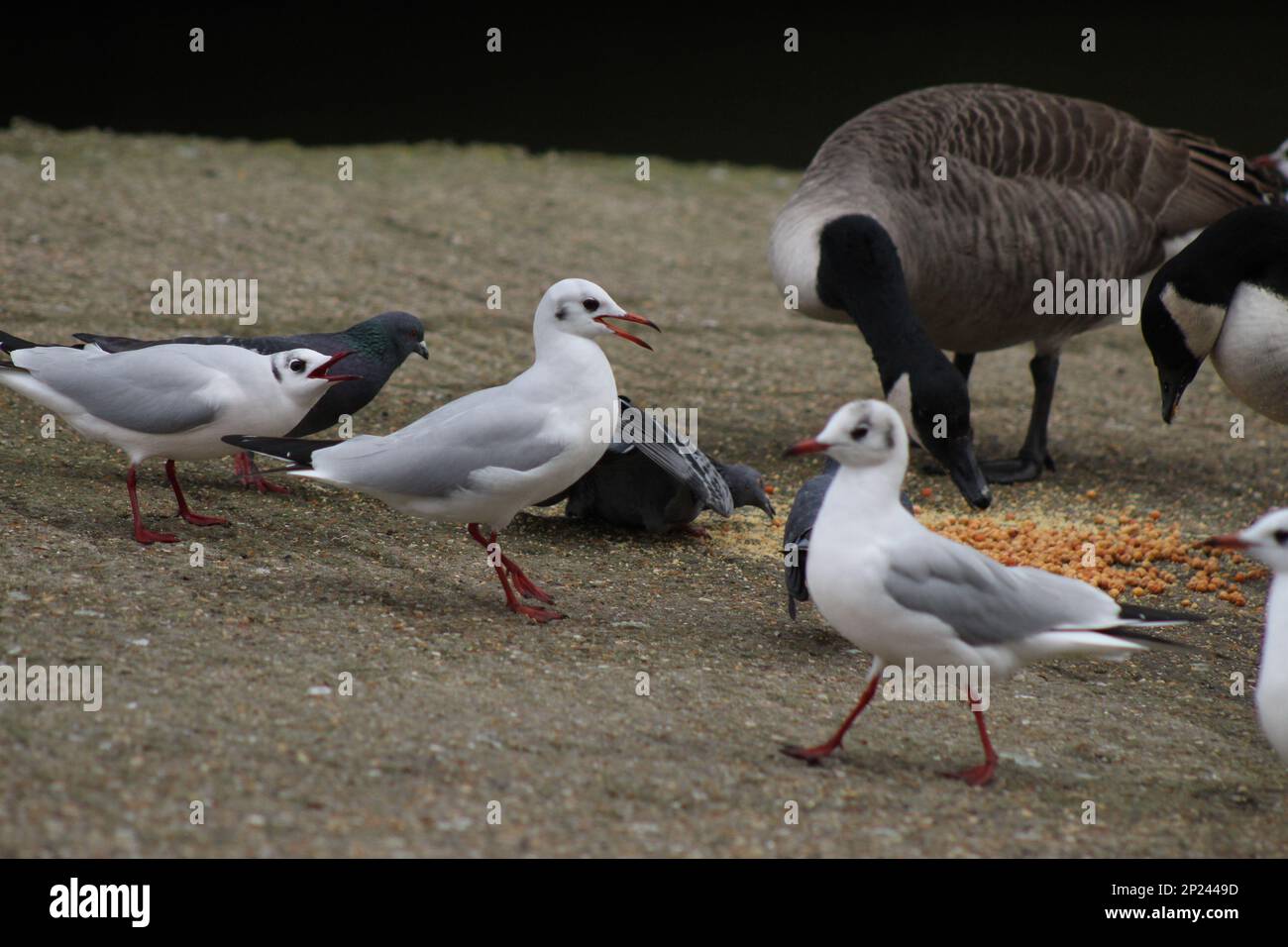 Aggressive seagulls in the UK Stock Photo - Alamy