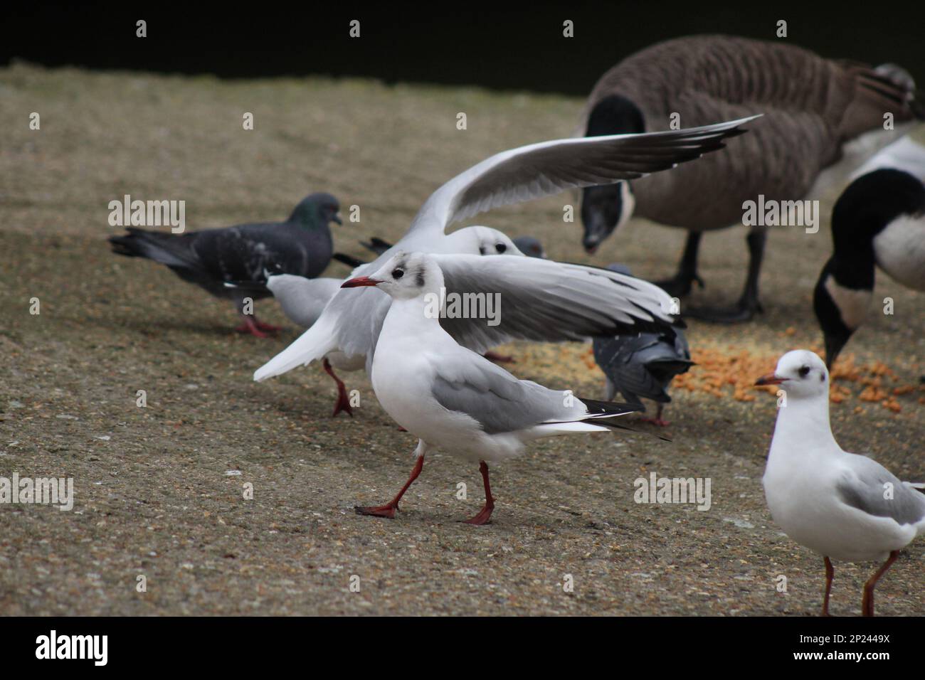 Aggressive seagulls in the UK Stock Photo - Alamy