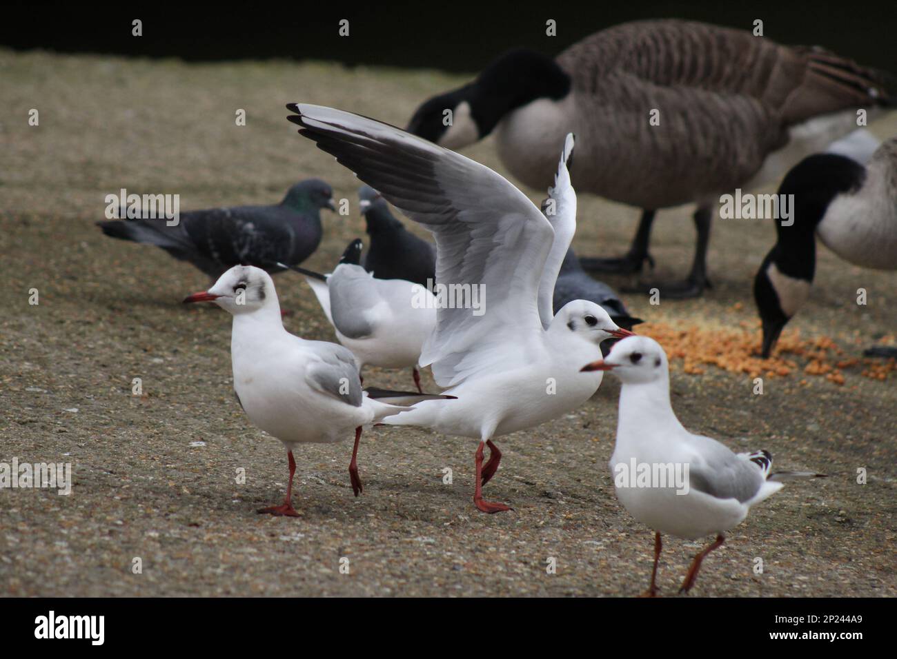 Canadian seagulls hi-res stock photography and images - Alamy