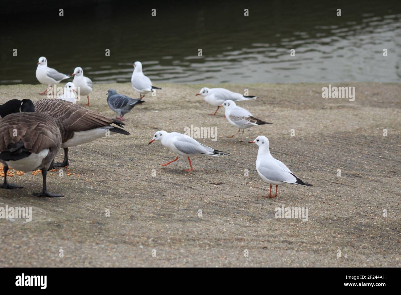 Aggressive seagulls in the UK Stock Photo - Alamy