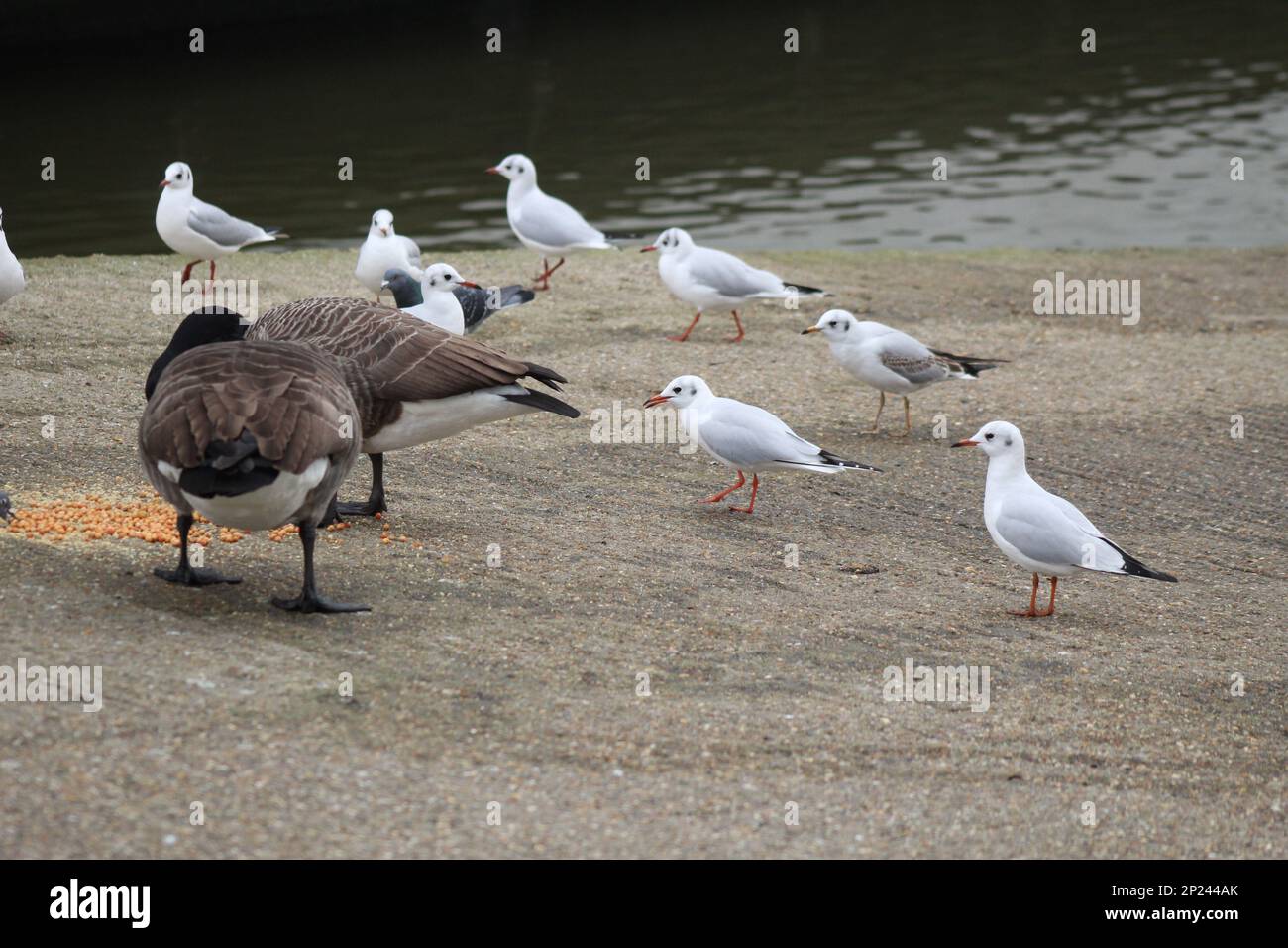 Aggressive seagulls in the UK Stock Photo - Alamy