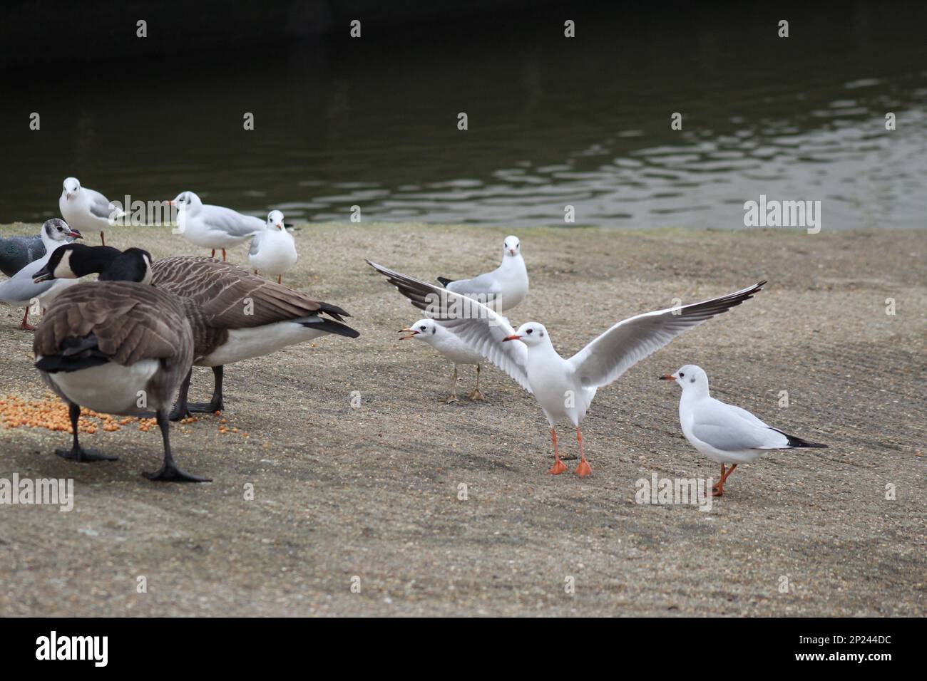 Aggressive seagulls in the UK Stock Photo - Alamy
