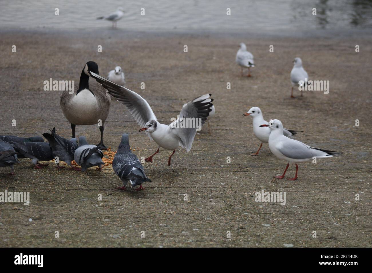 Aggressive seagulls in the UK Stock Photo - Alamy