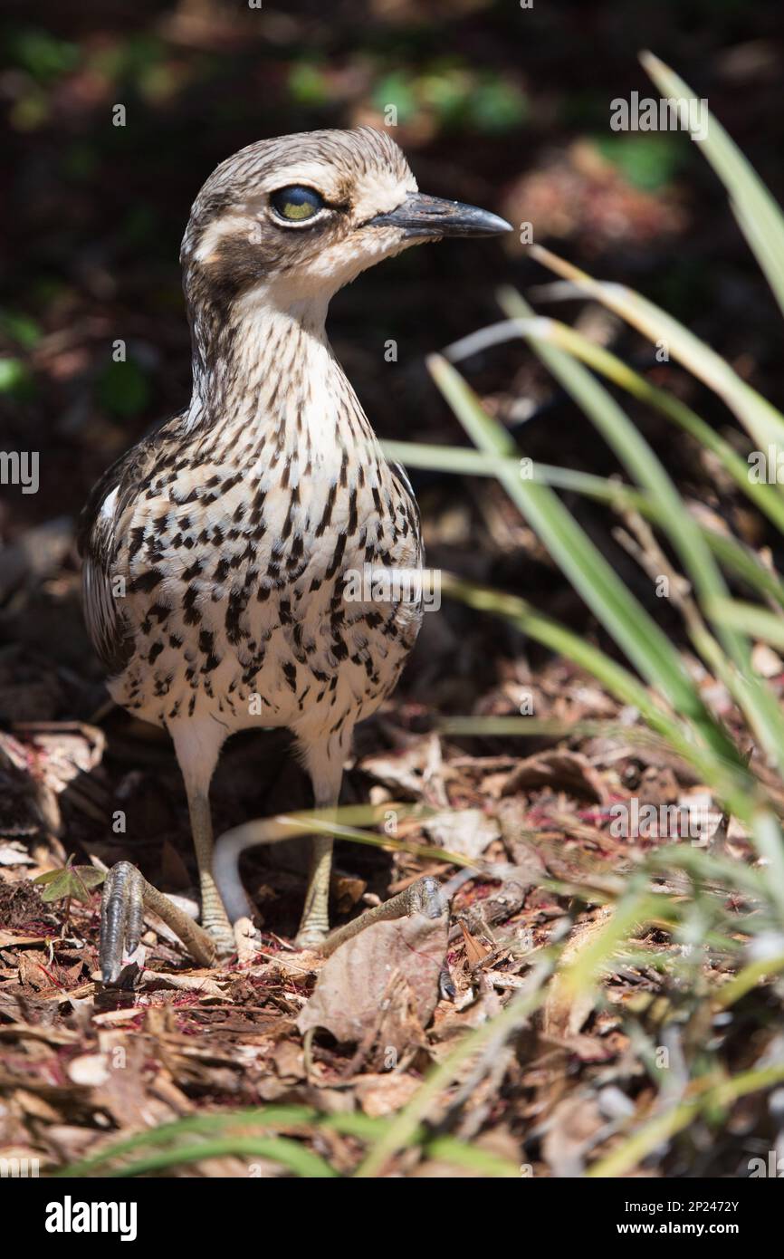 Bush stone curlew. Long legged brown shades , Australian native bird ...