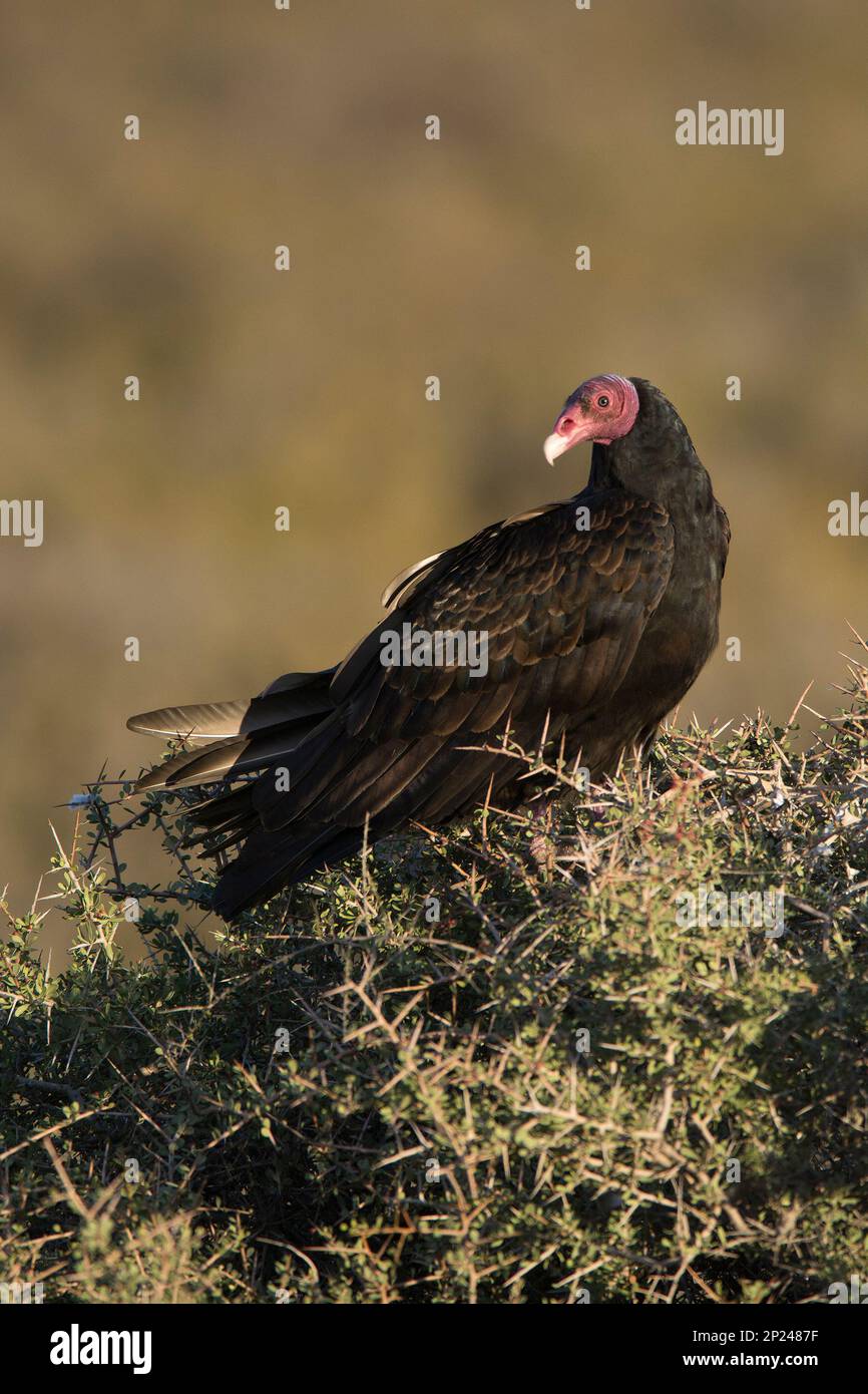 Red headed turkey vulture hi-res stock photography and images - Alamy