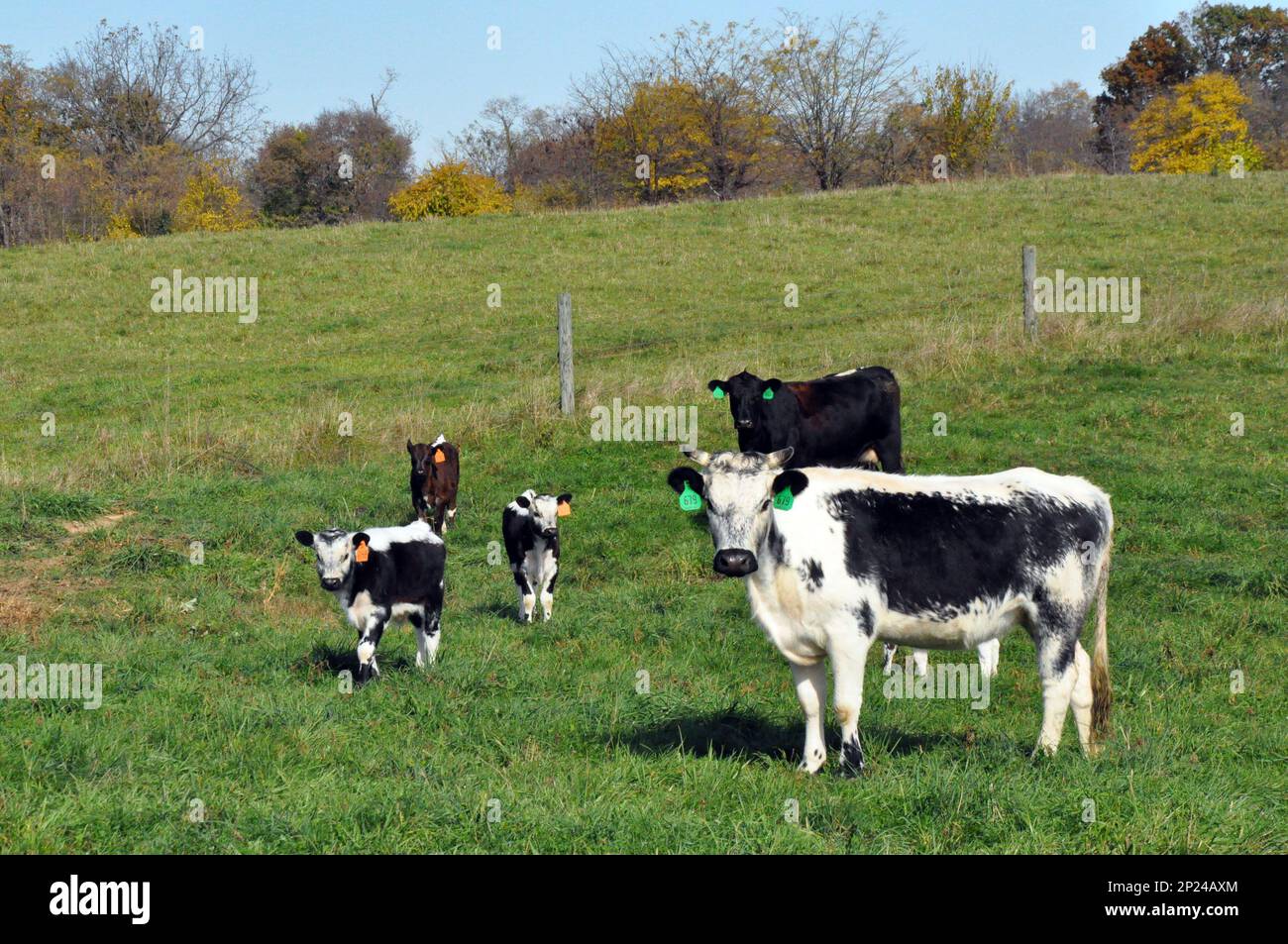 ADVANCE FOR USE SUNDAY, NOV. 15, 2015, AND THEREAFTER - This Oct. 26 ...