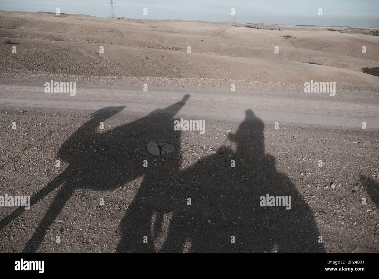 Agafay desert camel hi-res stock photography and images - Alamy