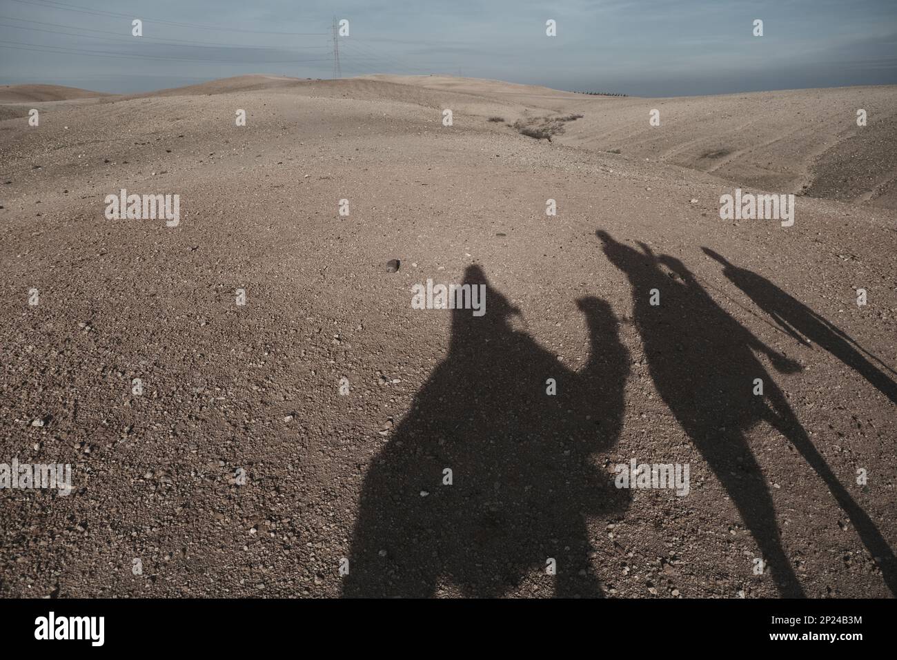 Agafay desert camel hi-res stock photography and images - Alamy