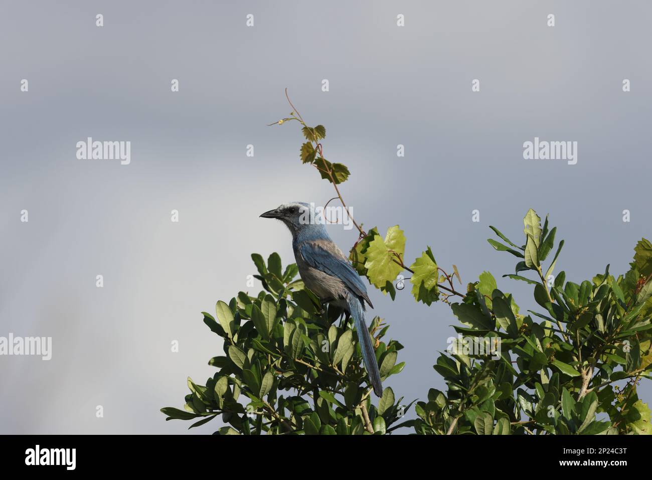 Florida scrub jay refuge hi-res stock photography and images - Alamy