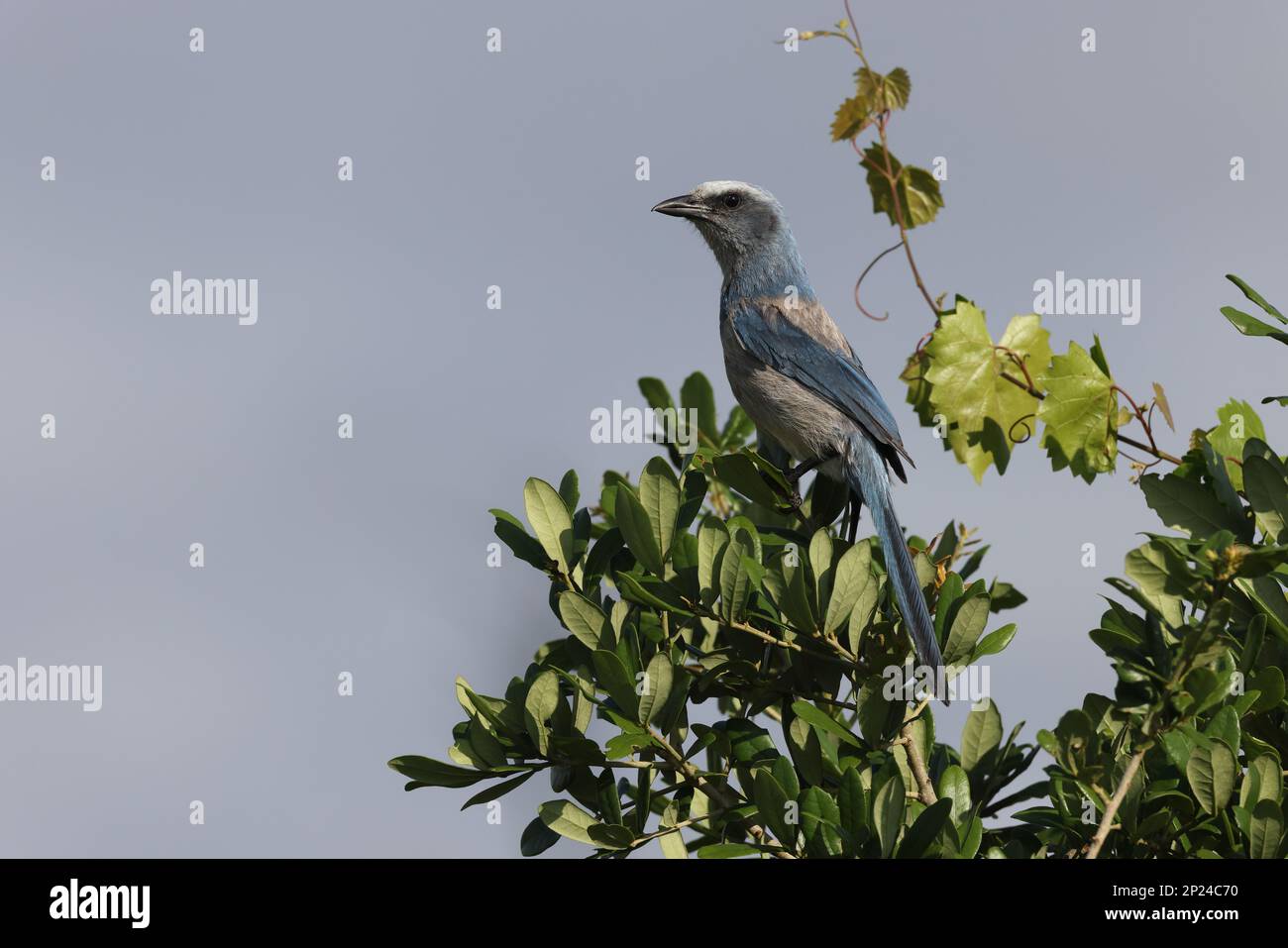 Florida scrub jay refuge hi-res stock photography and images - Alamy