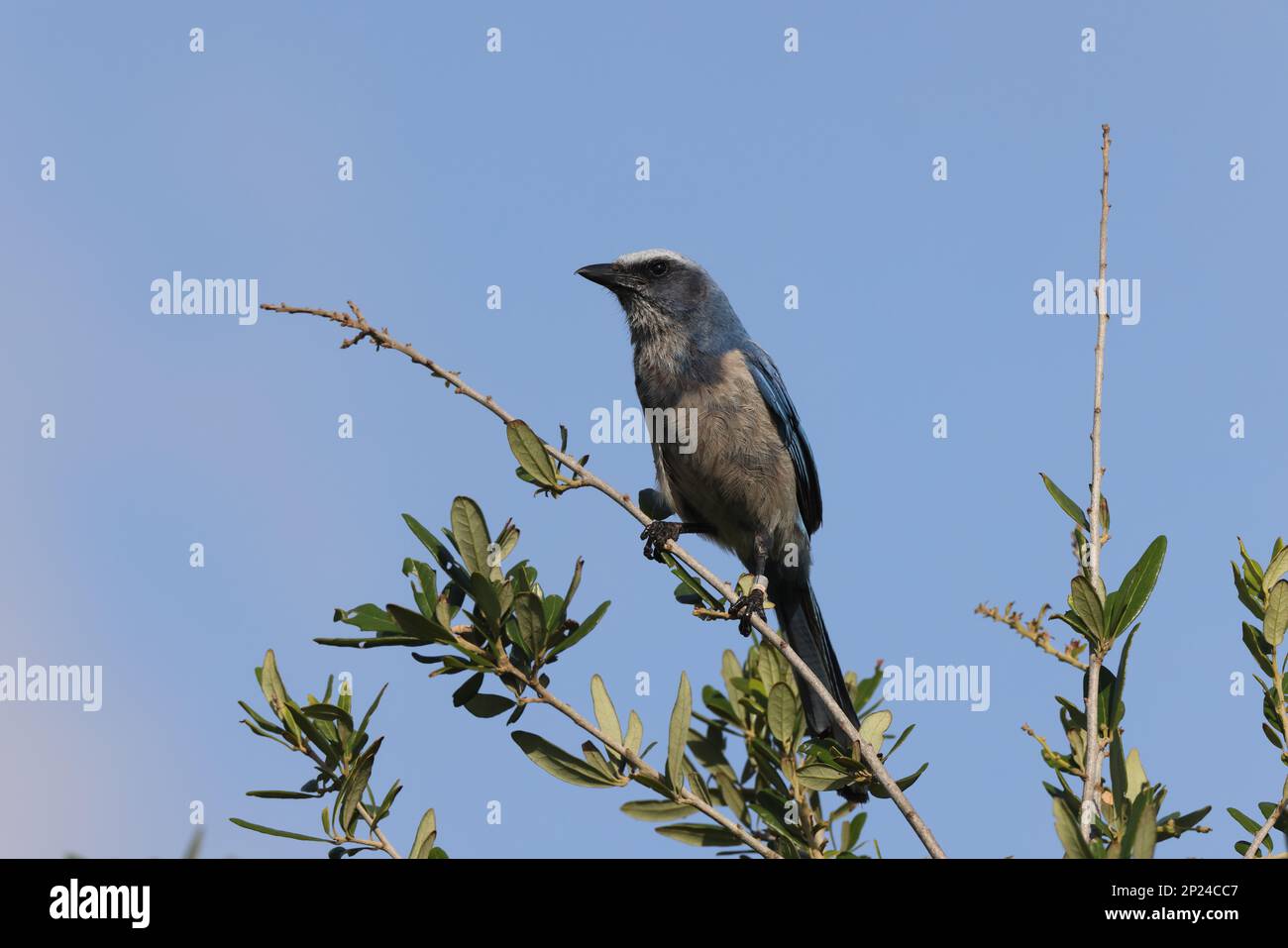 Florida scrub jay refuge hi-res stock photography and images - Alamy