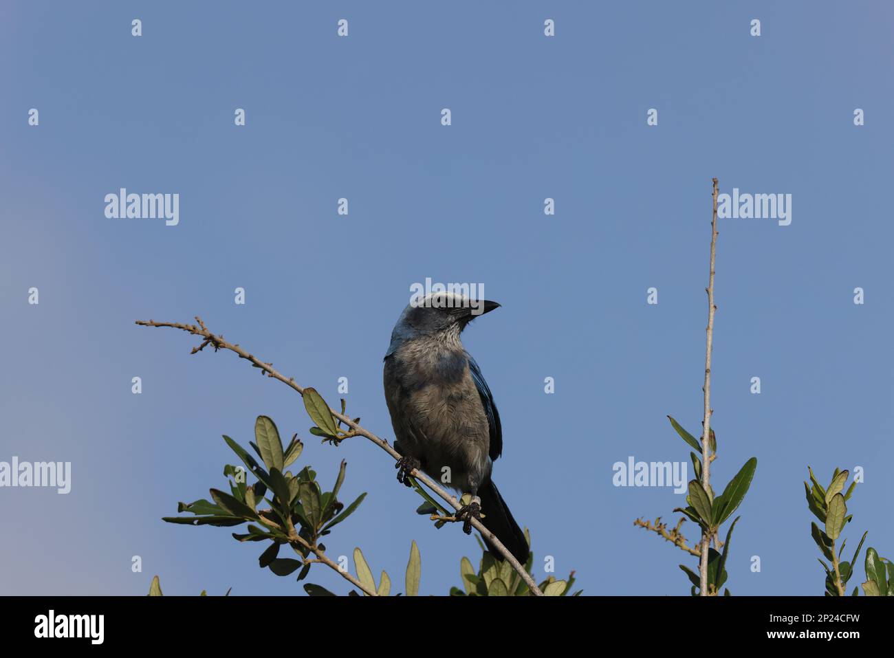 Florida Scrub Jay Florida USA Stock Photo - Alamy