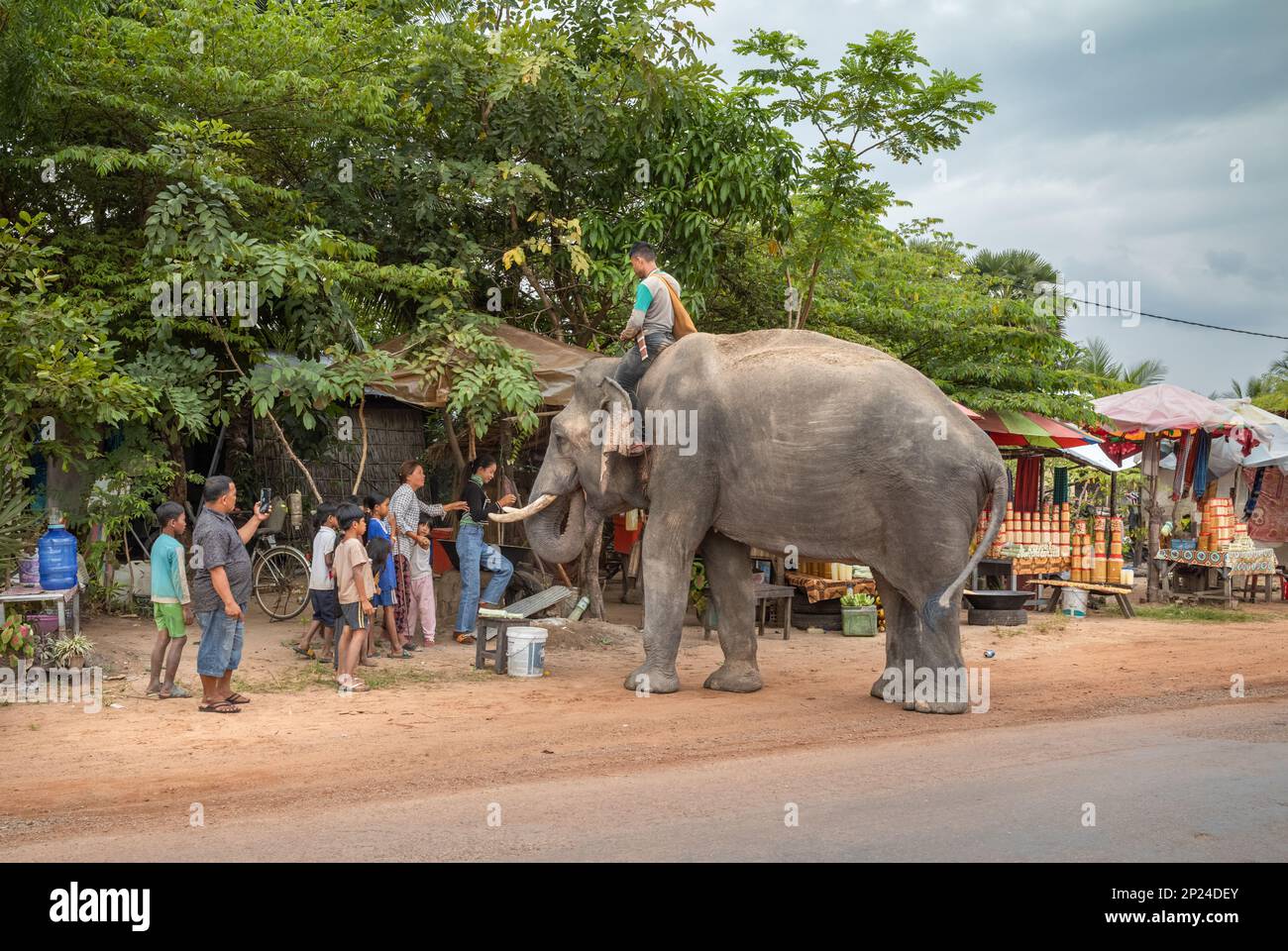 A Cambodian Mahout sitting on his elephant stops to greet villagers and ...