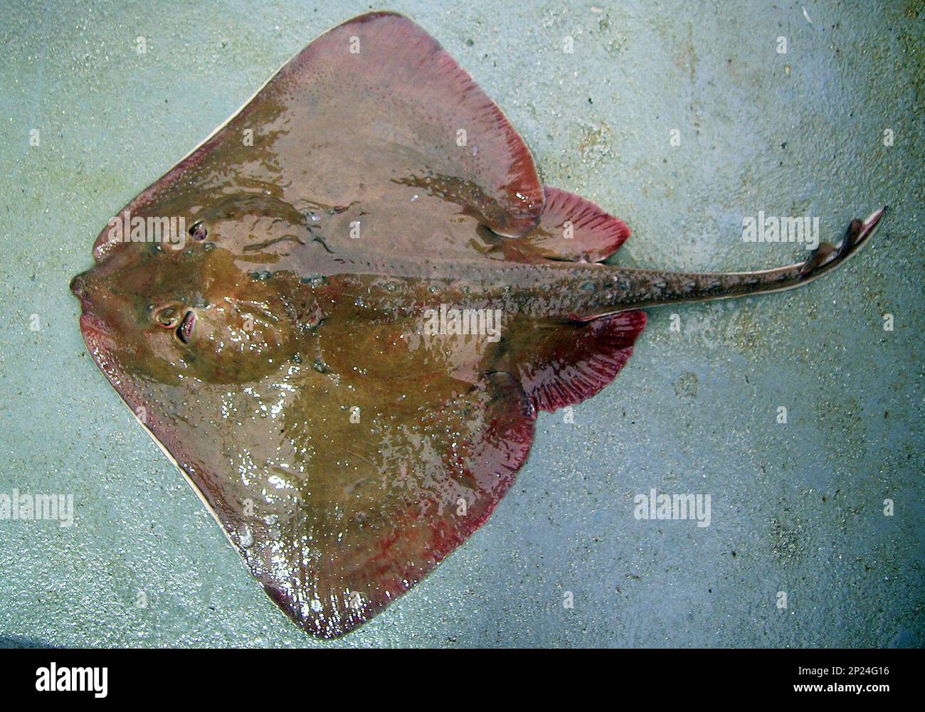 This undated photo released by the National Oceanic and Atmospheric ...