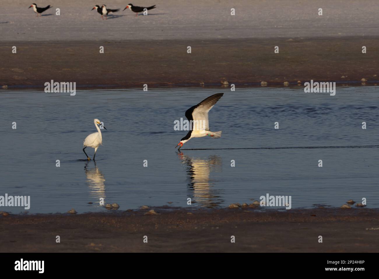 Black skimmer skimming fish hi-res stock photography and images - Alamy