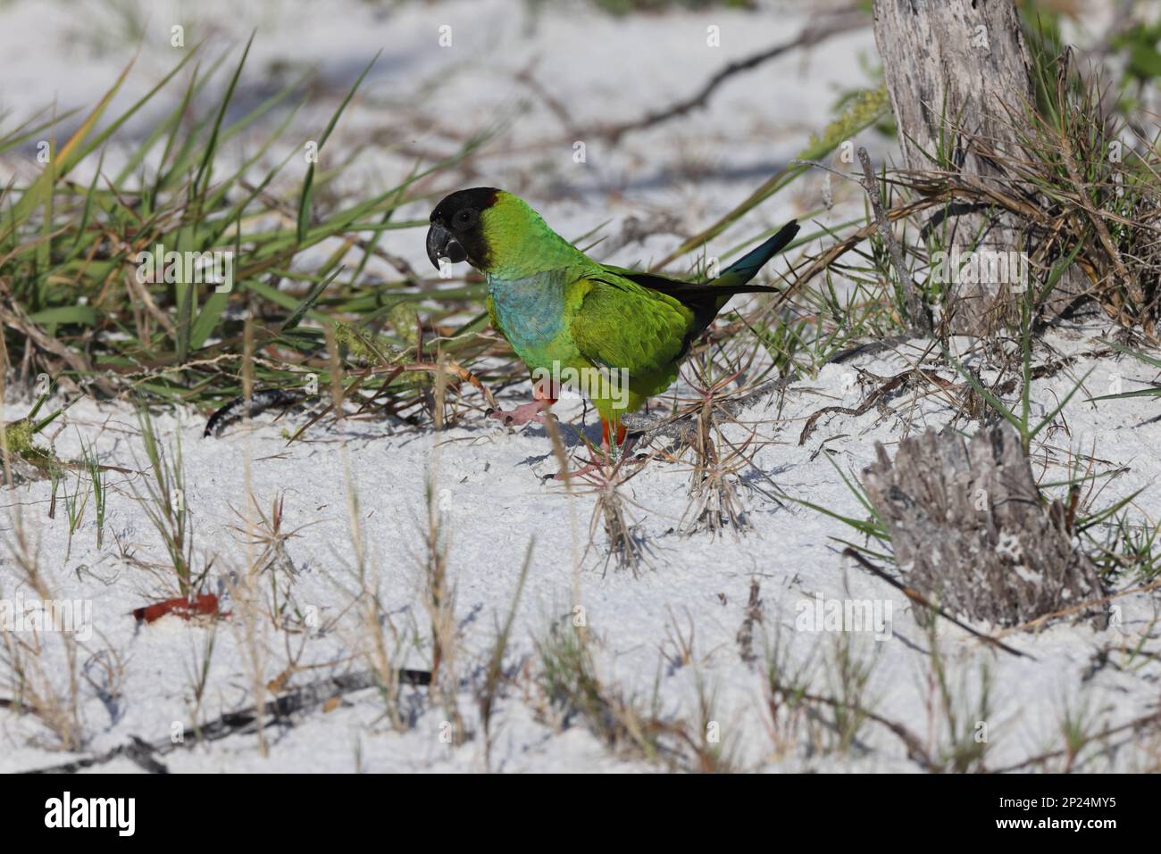 Black-hooded Parakeet Fort De Soto Park Florida USA Stock Photo - Alamy