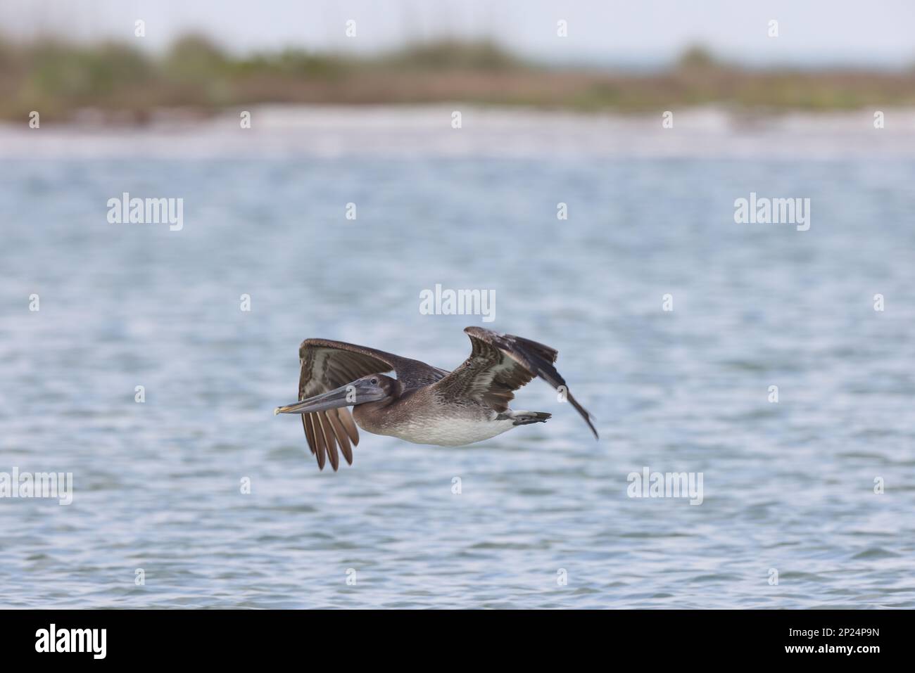 Francisco de soto hi-res stock photography and images - Alamy