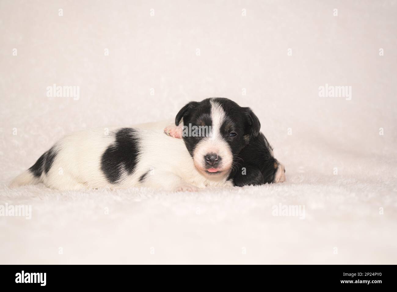 Pups 3,5 weeks old. Group of purebred small Jack Russell Terrier baby ...