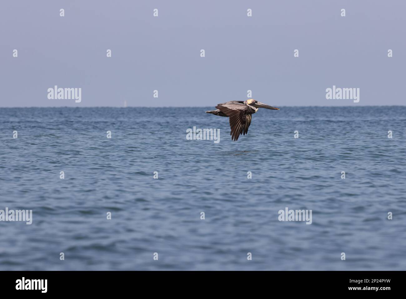 Francisco de soto hi-res stock photography and images - Alamy