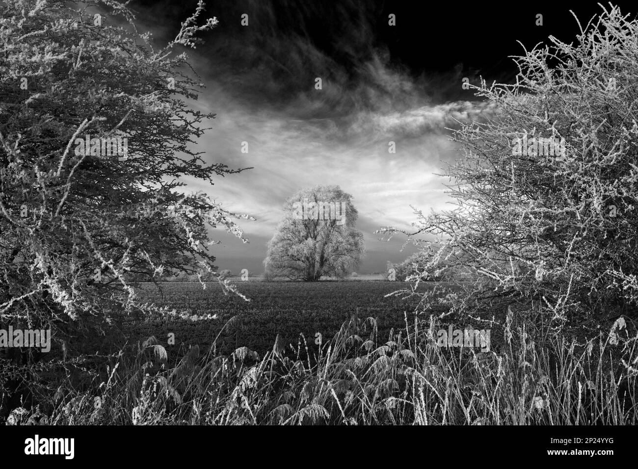 Winter frost over trees and fields near Ely City, Cambridgeshire ...