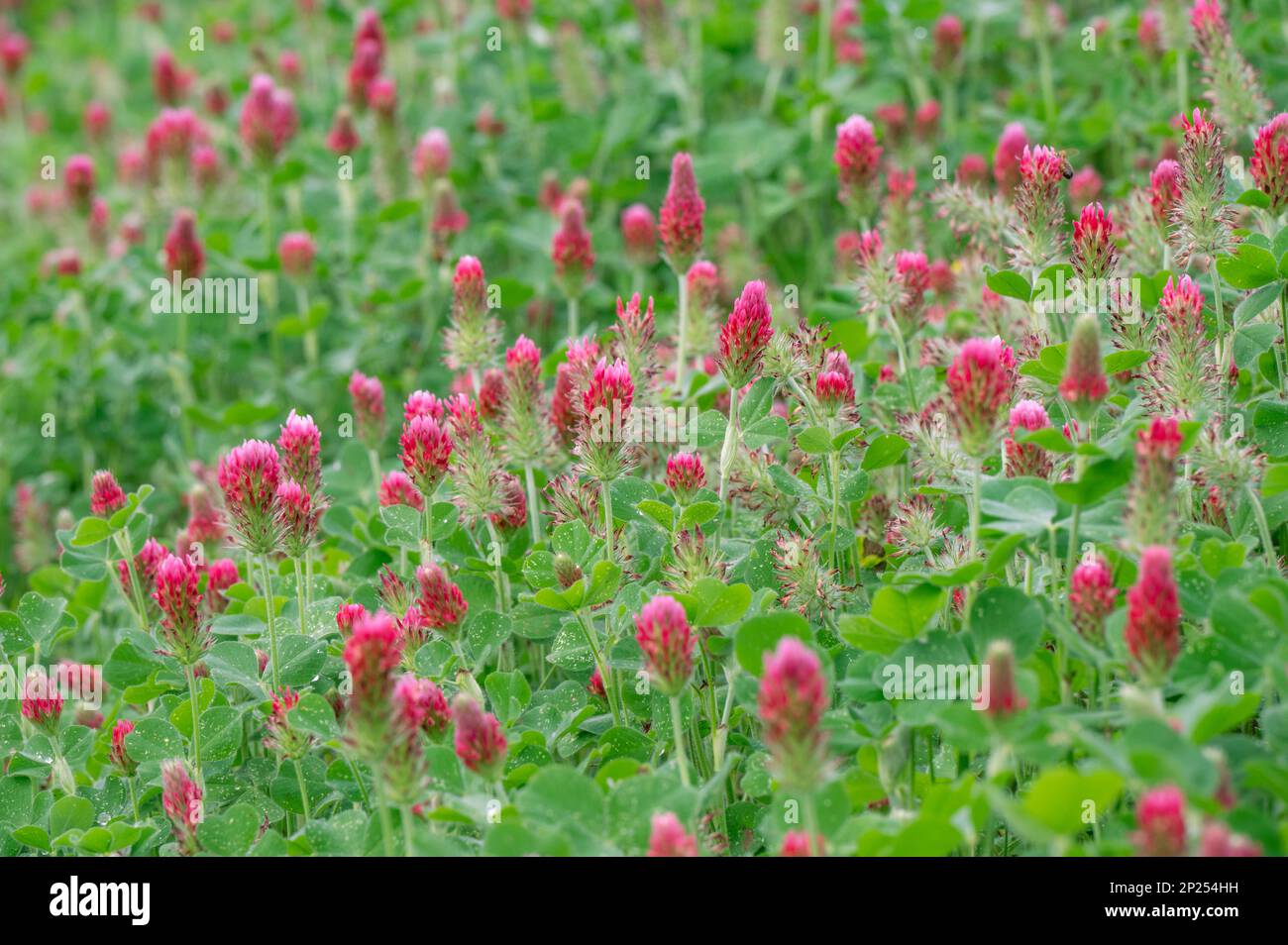Crimson clover growing on a hillside in spring Stock Photo - Alamy