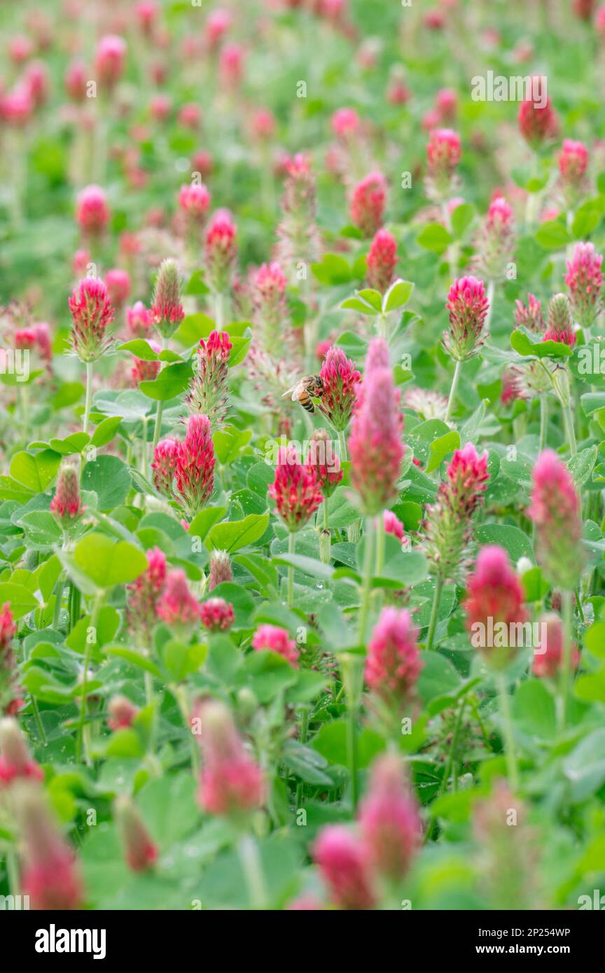 Red clover bee hi-res stock photography and images - Alamy