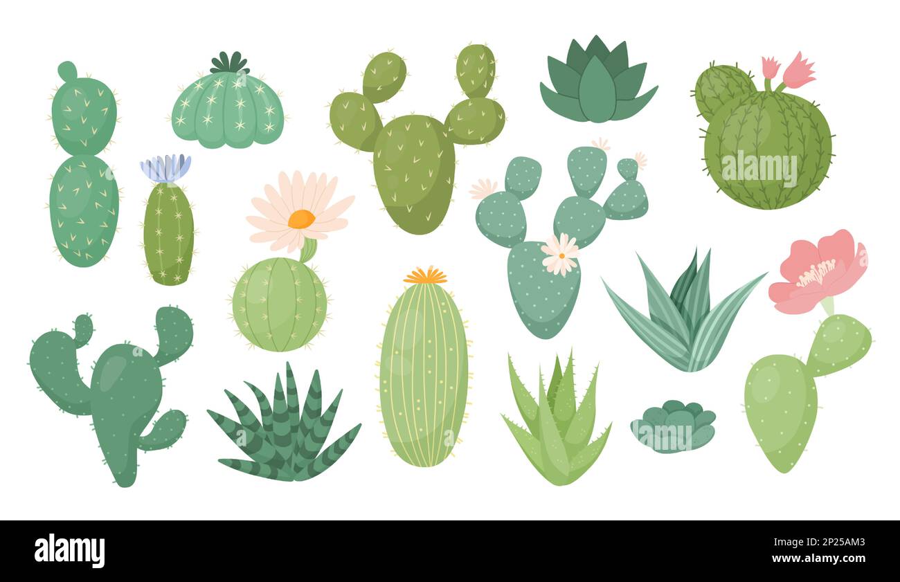 Mexico cactus plants, wild cacti collection. Bright nature decorative ...