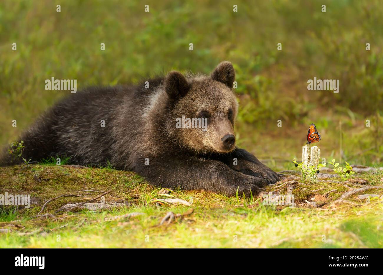 Close up of a cute Eurasian Brown bear cub watching at a butterfly ...
