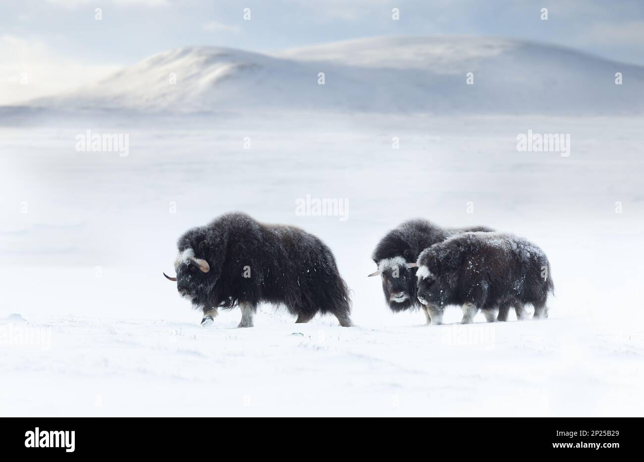 Group of Musk Oxen in Dovrefjell mountains in winter, Norway Stock ...